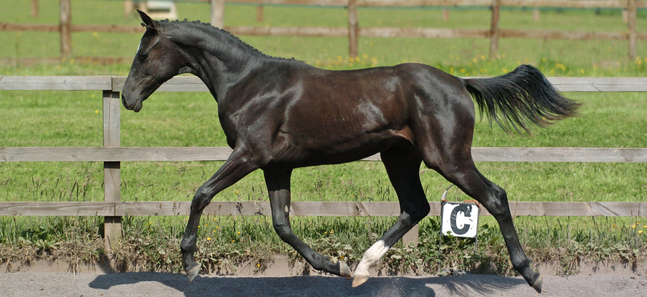 Stud and Youngstock - Fairoak Grange